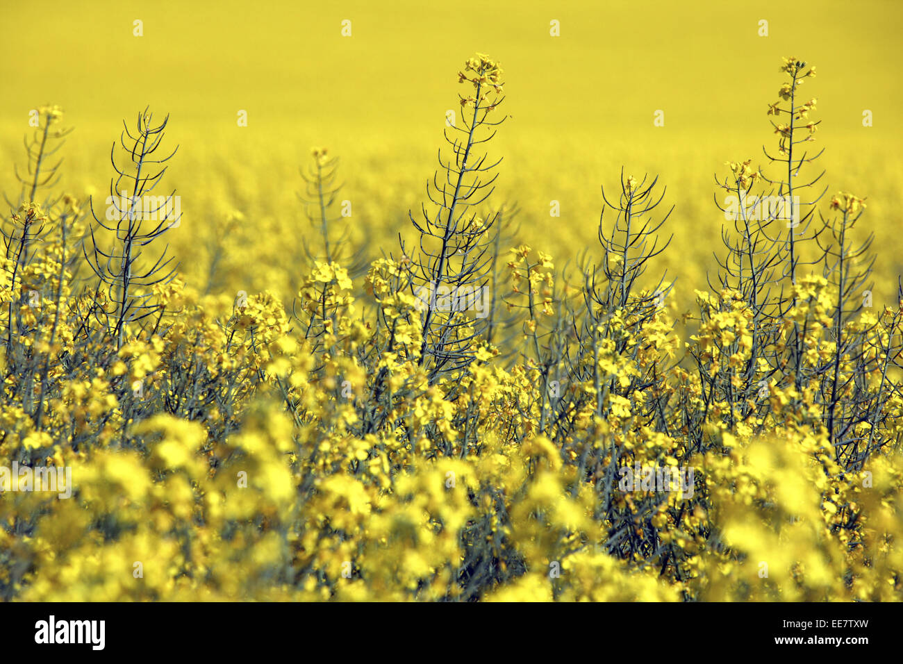 Rapsfeld Bluetezeit, Acker, Pflanzen, Nutzpflanzen, Kulturpflanzen ...