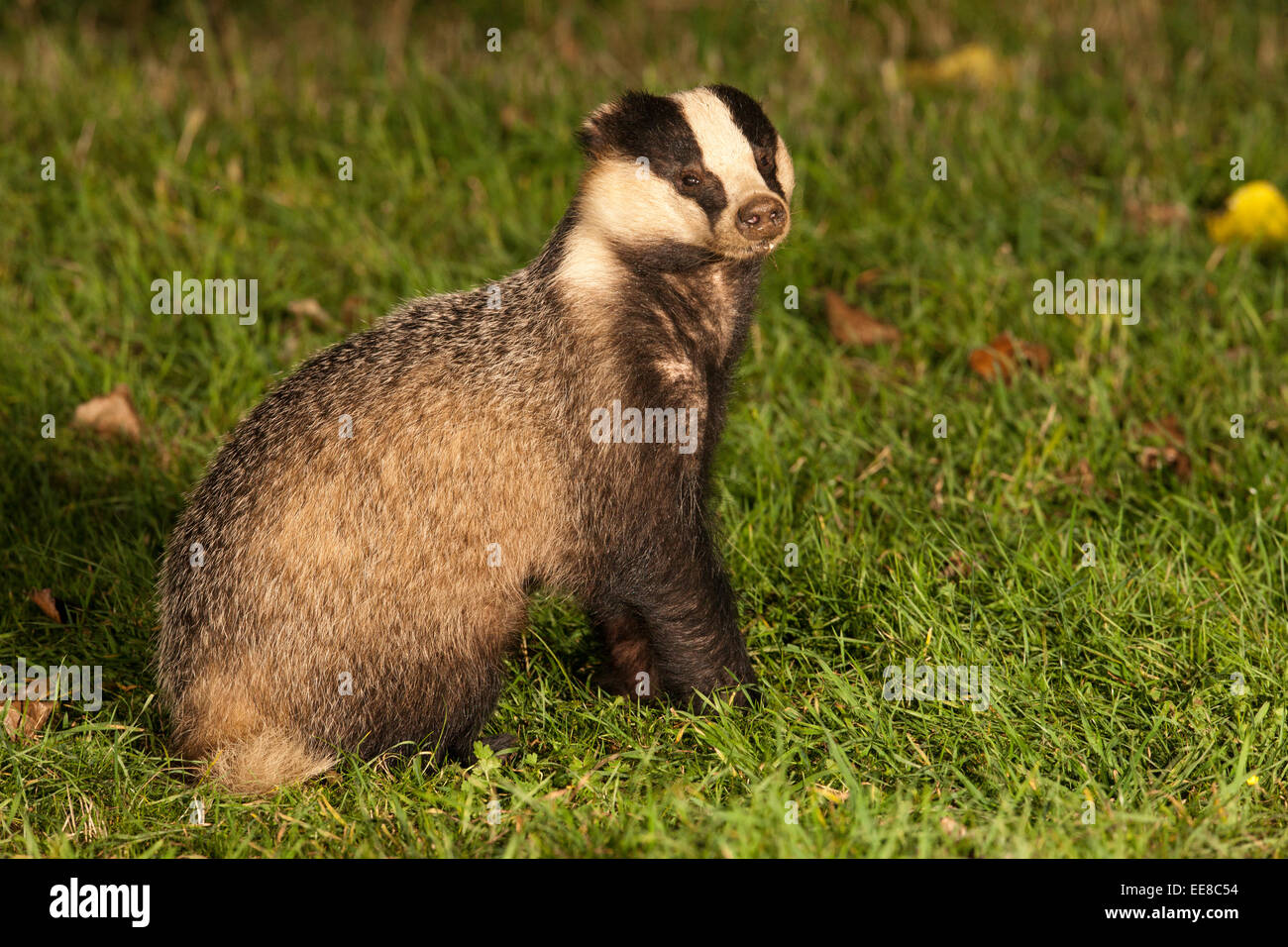 Tierbetroffenheit -Fotos und -Bildmaterial in hoher Auflösung – Alamy