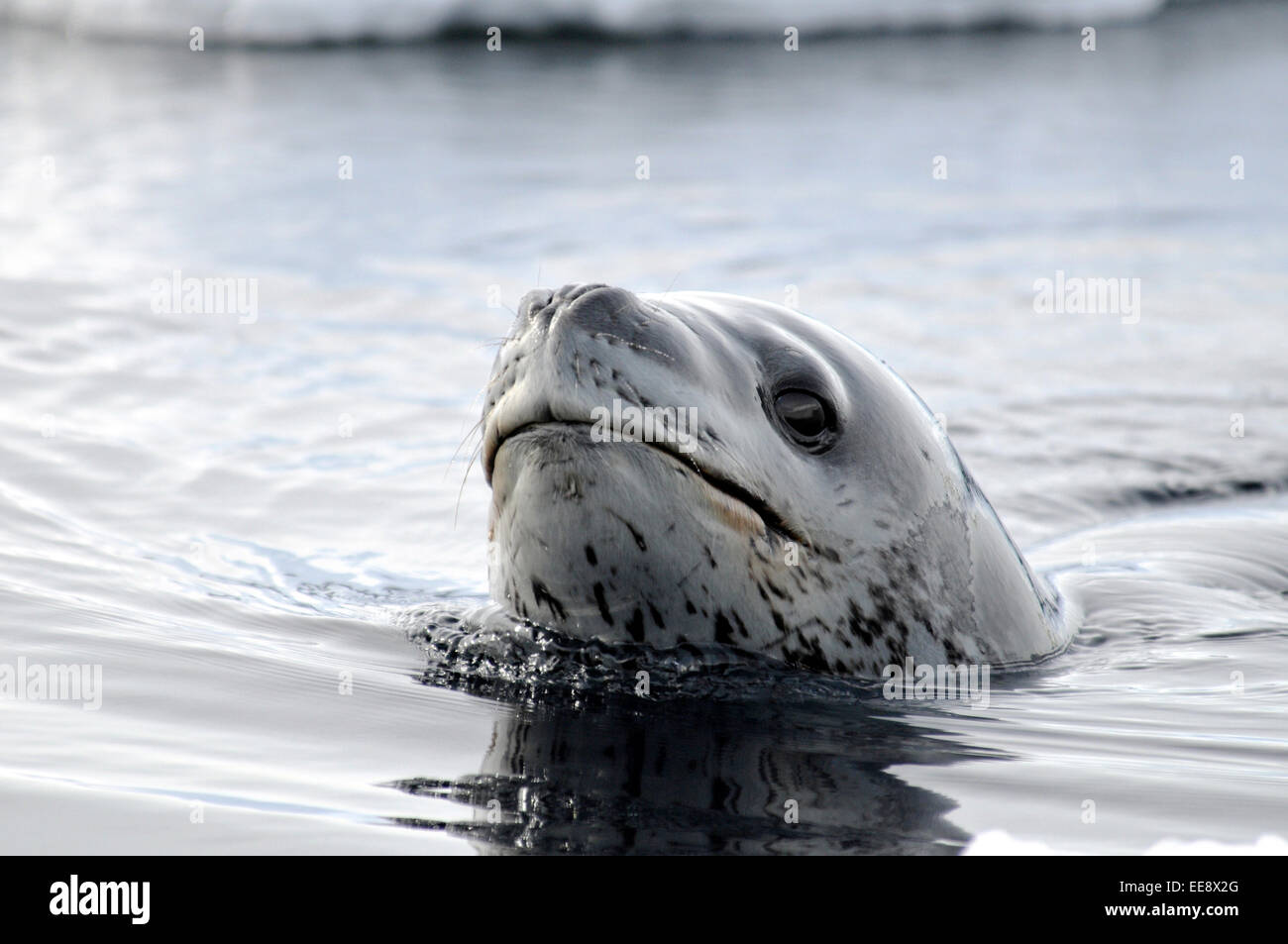 Leopard seal hunting -Fotos und -Bildmaterial in hoher Auflösung – Alamy