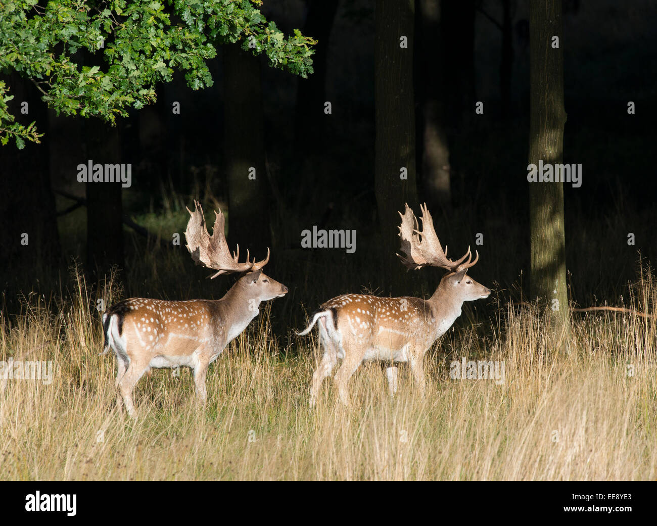 European fallow deer dama dama dama -Fotos und -Bildmaterial in hoher ...