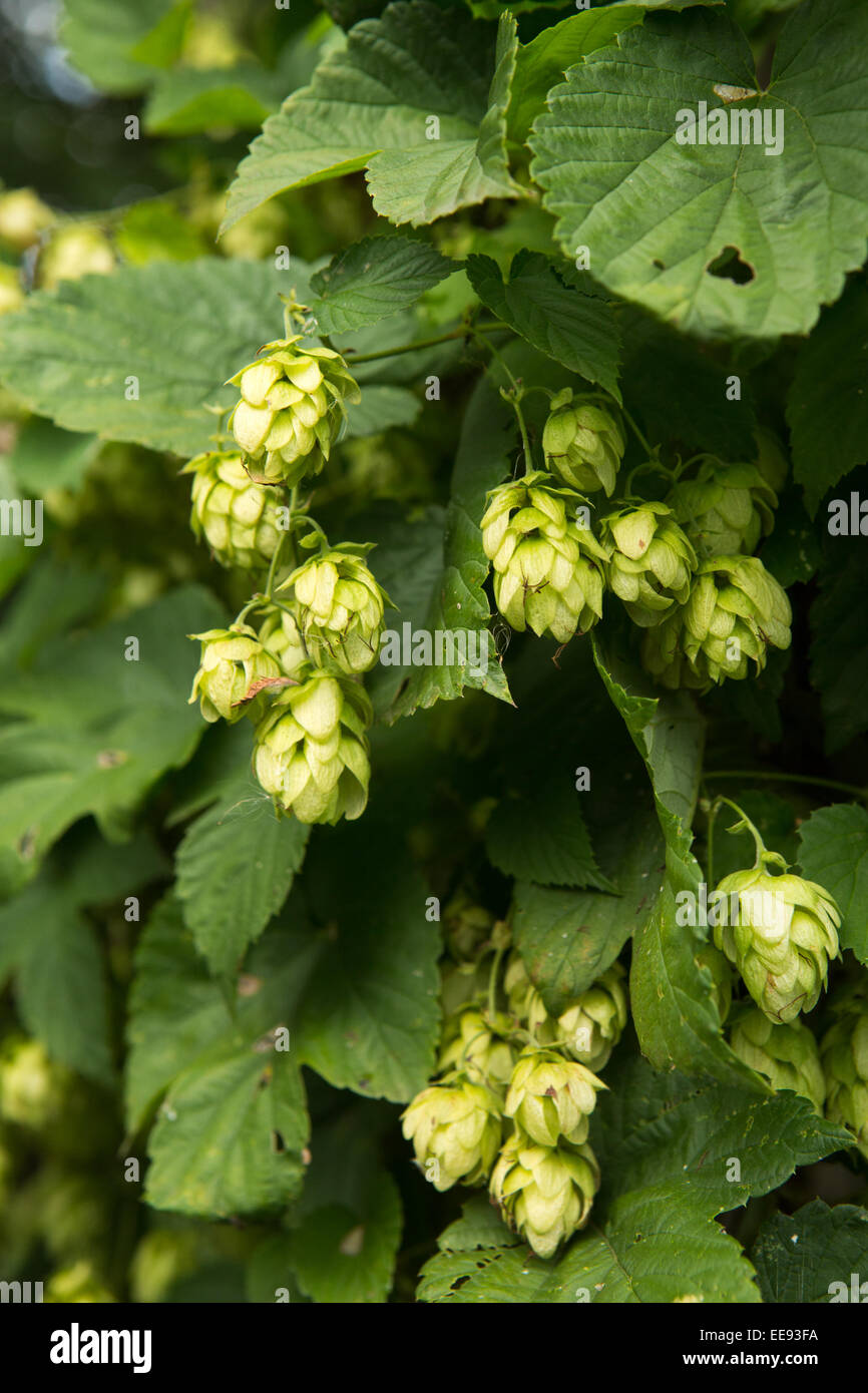 Hops cultivation farming farm -Fotos und -Bildmaterial in hoher ...