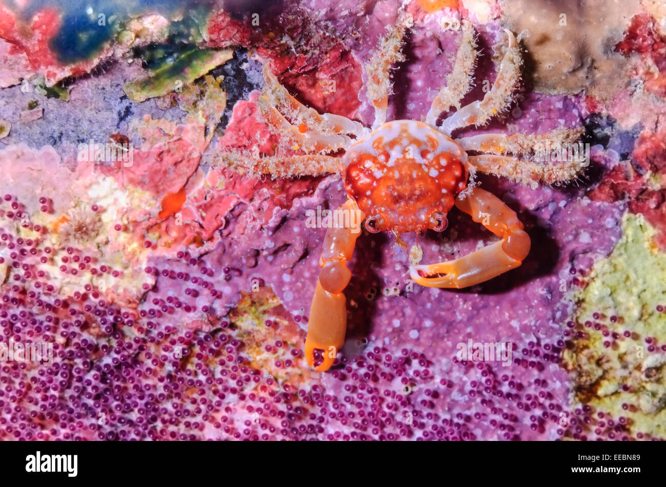 Zerfurchte krabbe -Fotos und -Bildmaterial in hoher Auflösung – Alamy