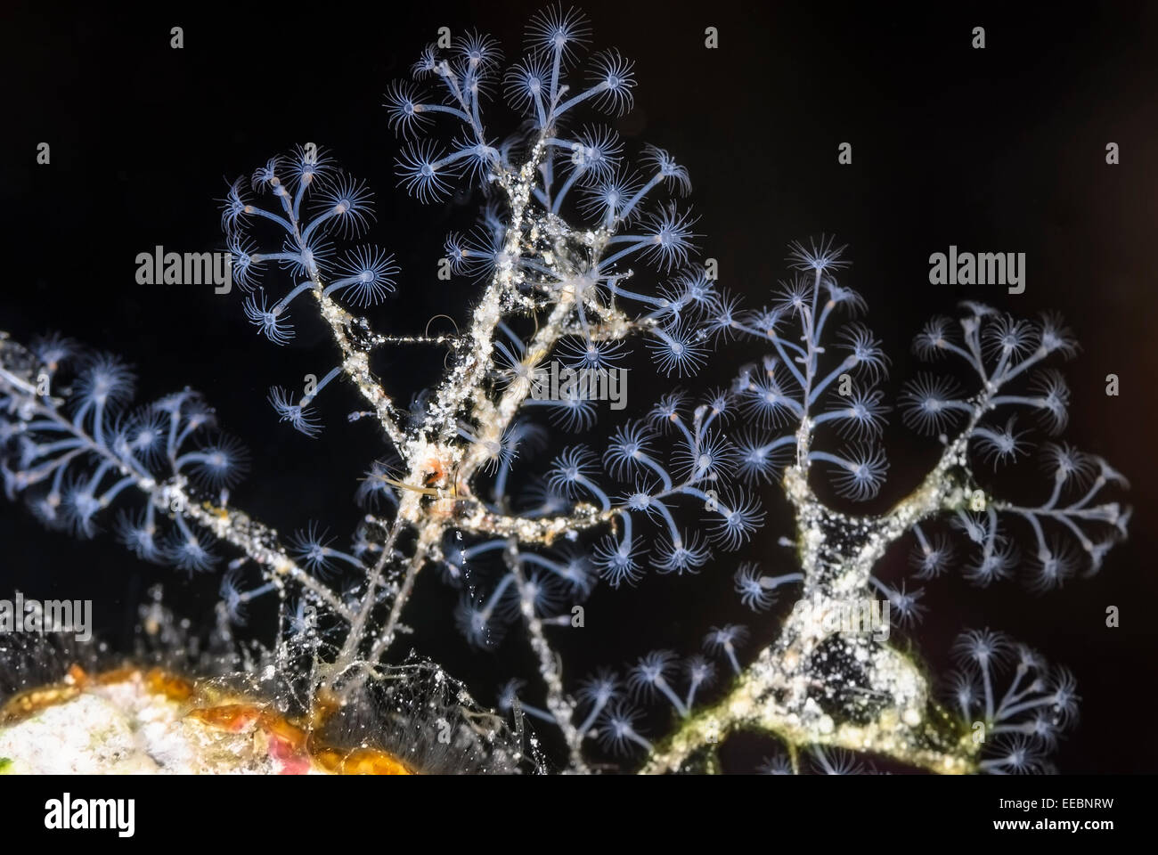Stechende polypen -Fotos und -Bildmaterial in hoher Auflösung – Alamy