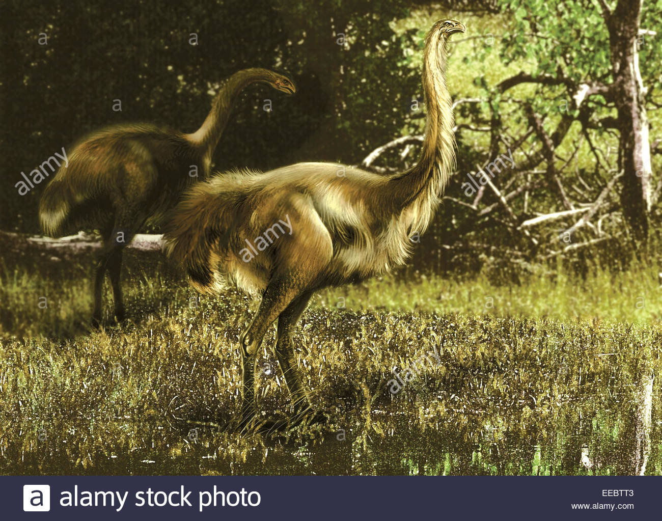 Flightless Moa Stockfotos & Flightless Moa Bilder - Alamy
