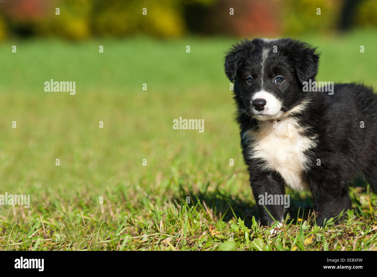 Border collie natur -Fotos und -Bildmaterial in hoher Auflösung – Alamy