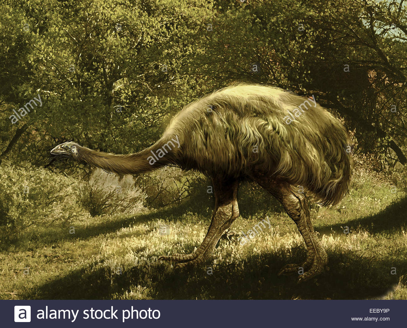 Flightless Moa Stockfotos & Flightless Moa Bilder - Alamy