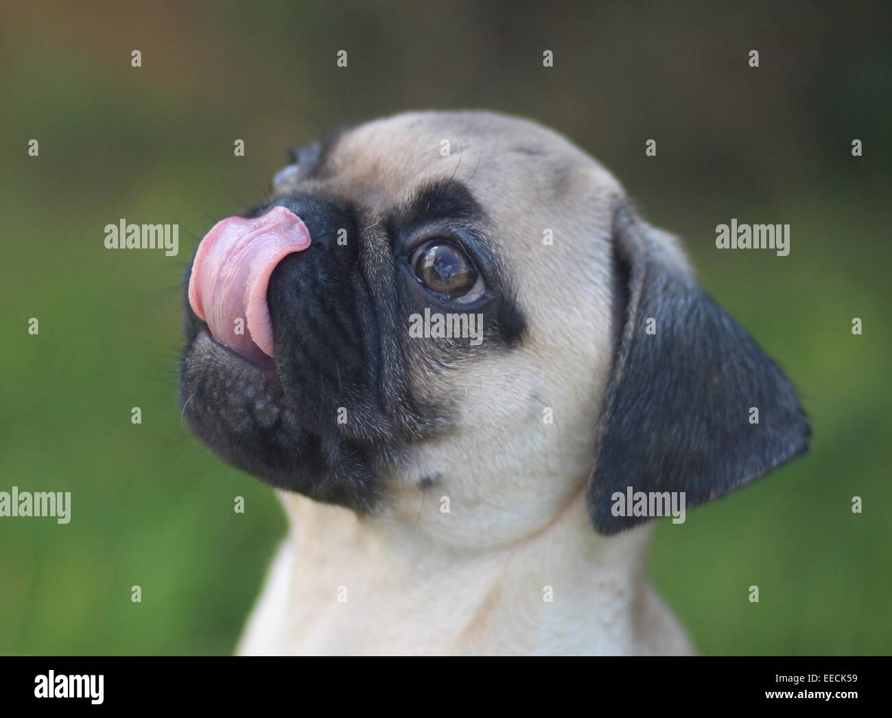 Welpe leckt die nase -Fotos und -Bildmaterial in hoher Auflösung – Alamy