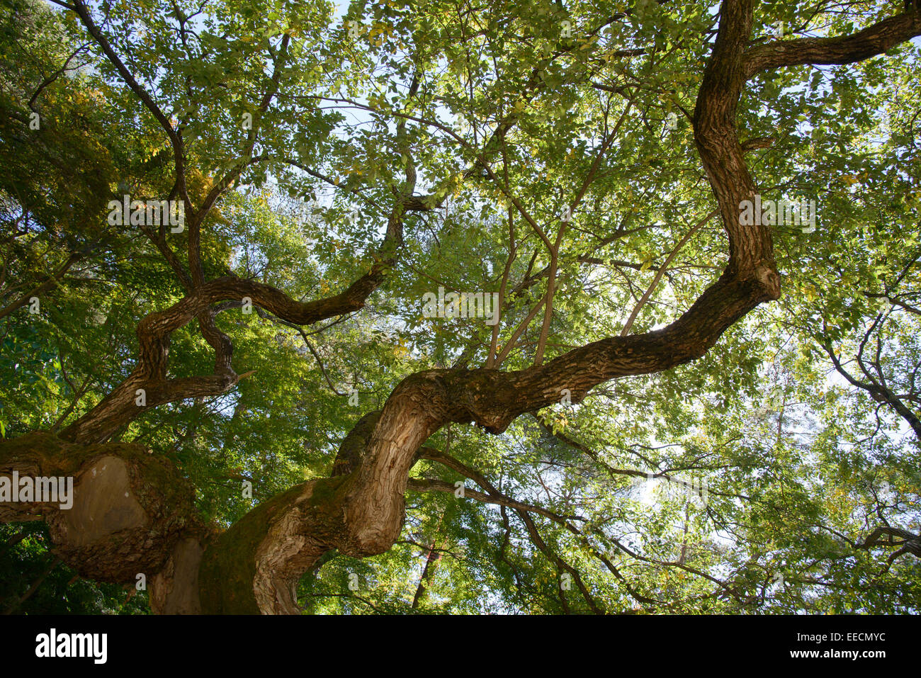 Der weidenbaum -Fotos und -Bildmaterial in hoher Auflösung – Alamy