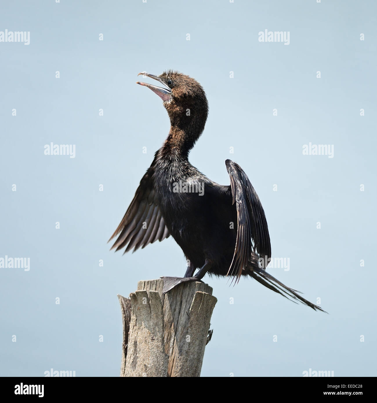 Schwarzer Vogel, kleiner Kormoran (Phalacrocorax Niger), stehend auf ...
