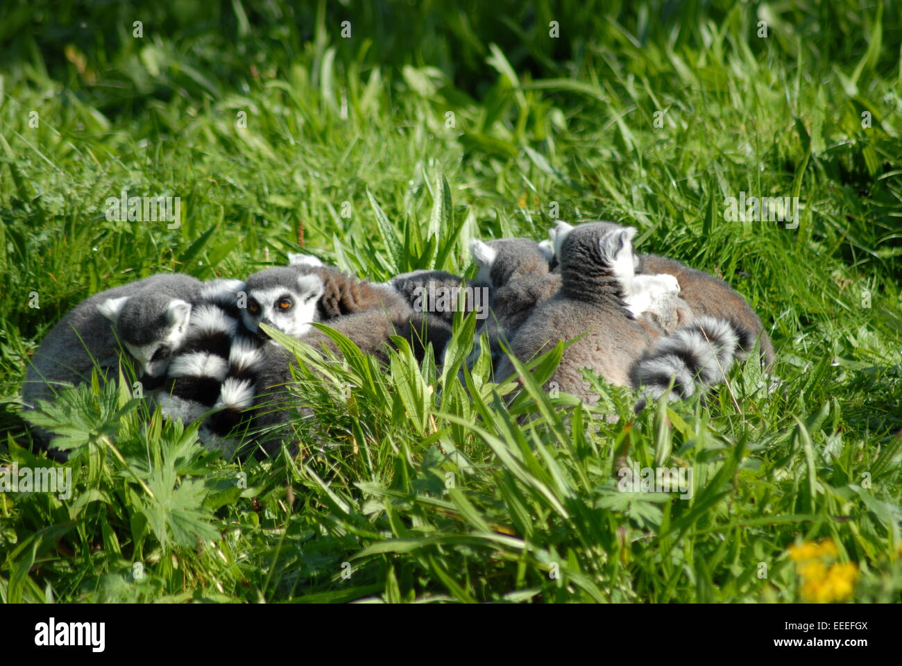 Wild animals playing -Fotos und -Bildmaterial in hoher Auflösung – Alamy