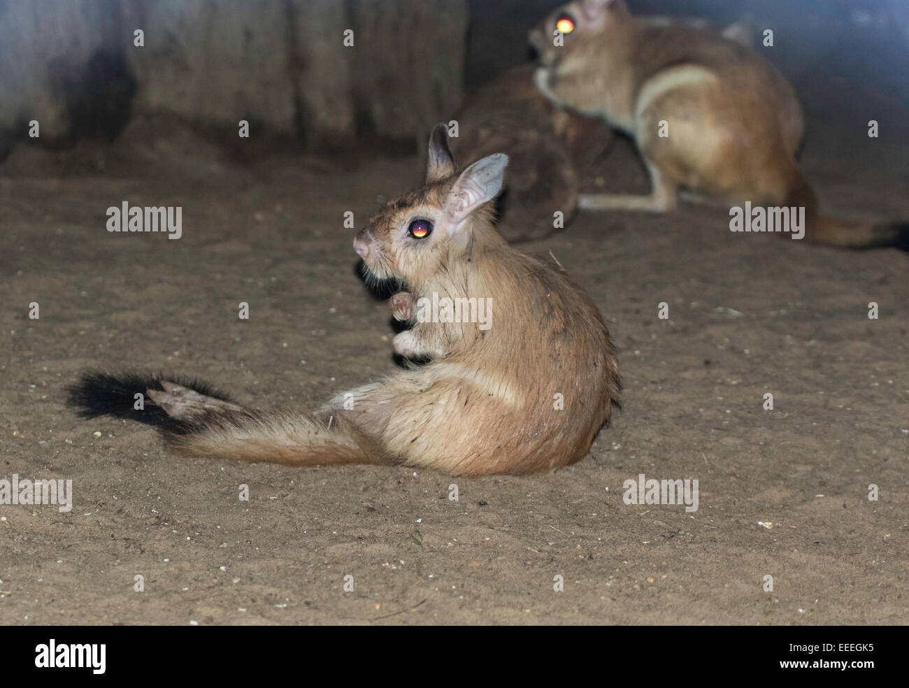 Pedetes capensis -Fotos und -Bildmaterial in hoher Auflösung – Alamy