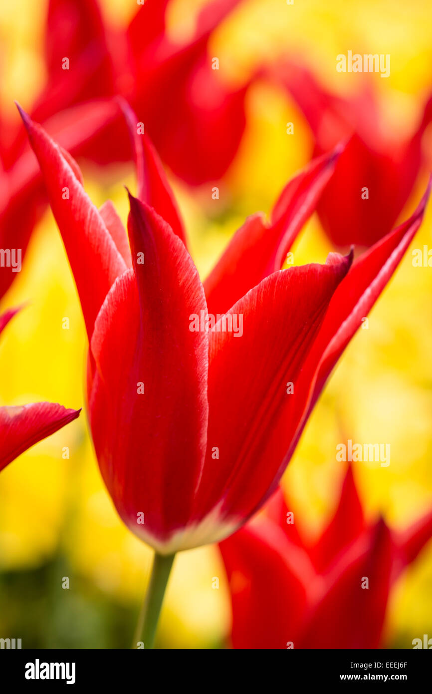 Tulpe tulipa blume rot gelb -Fotos und -Bildmaterial in hoher Auflösung – Alamy