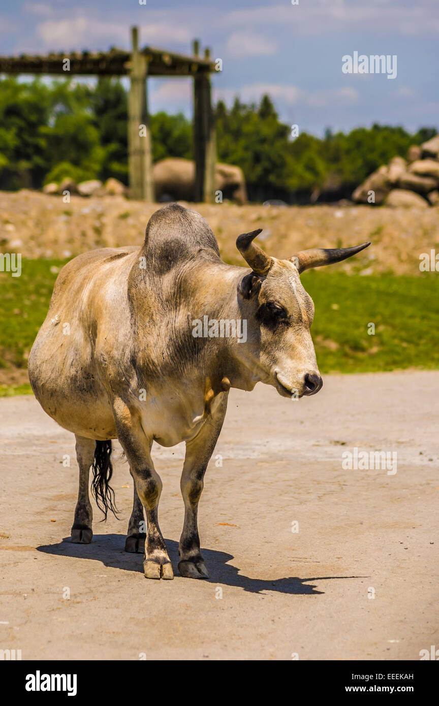 Zebu in zoo -Fotos und -Bildmaterial in hoher Auflösung – Alamy