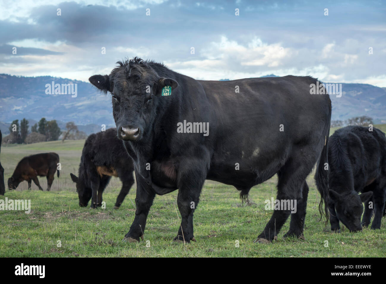 Angus stier -Fotos und -Bildmaterial in hoher Auflösung – Alamy