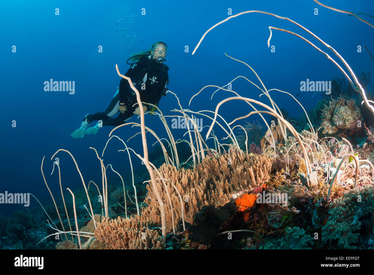 Junceella fragilis -Fotos und -Bildmaterial in hoher Auflösung – Alamy