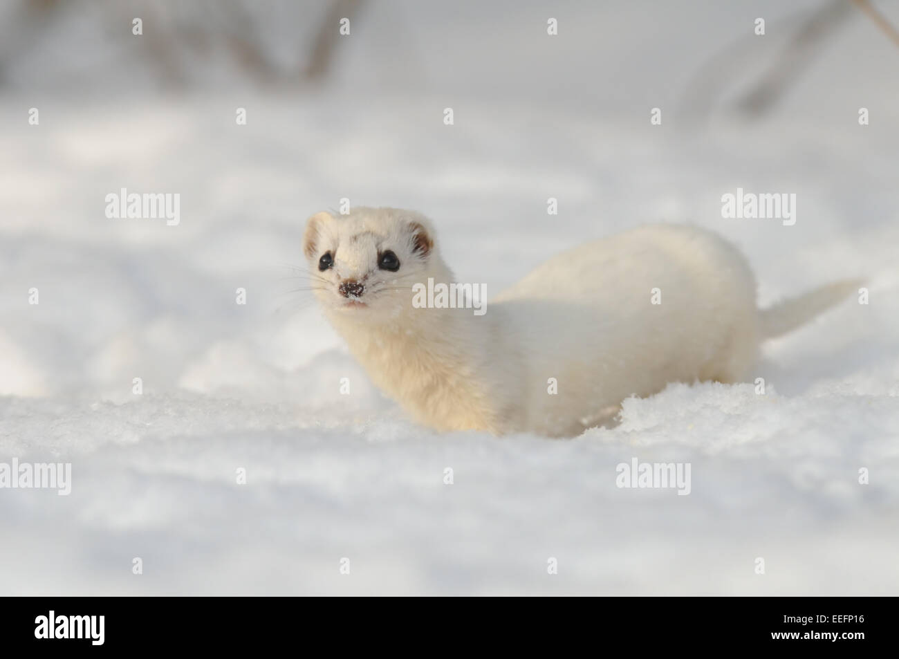 Weisser wiesel -Fotos und -Bildmaterial in hoher Auflösung – Alamy