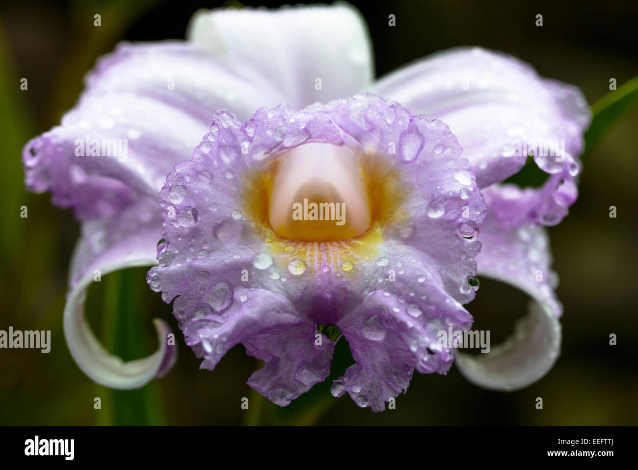 Wilde Orchidee (Sobralia Leucoxantha), Costa Rica, Mittelamerika ...