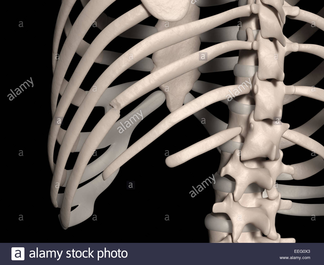 Falsche Rippen Stockfotos und -bilder Kaufen - Alamy