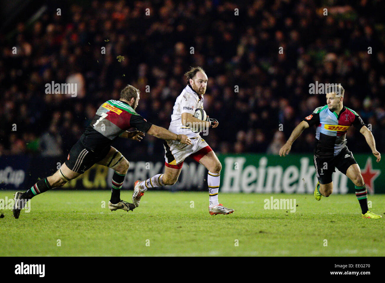 Richtige harlekine danny pflege -Fotos und -Bildmaterial in hoher ...