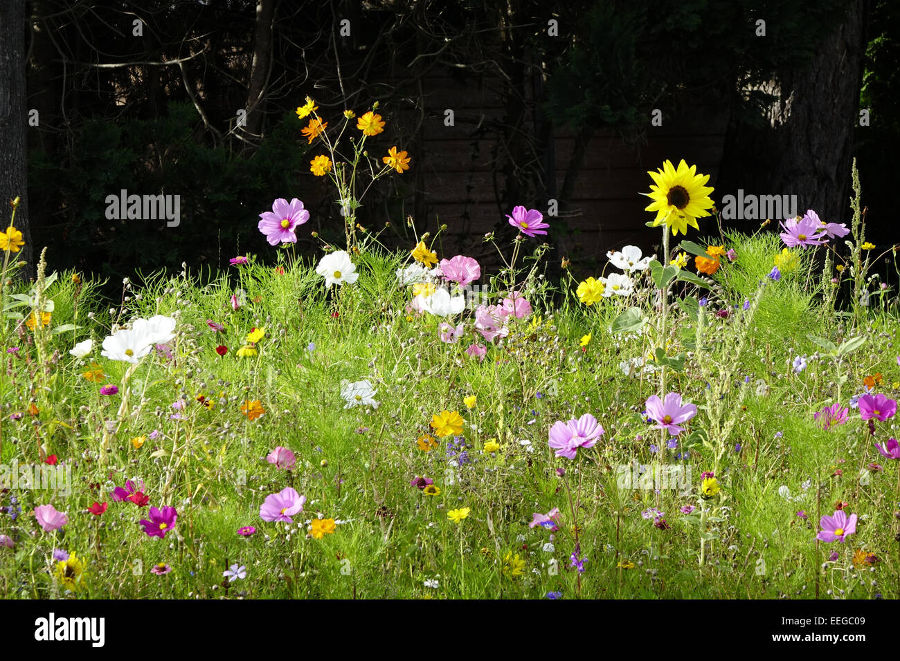 Bunte Blumenwiese Im Sommer, bunte Blumenwiese im Sommer, außen ...