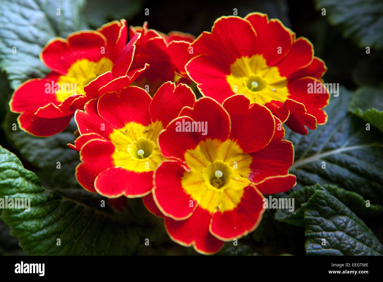 Primula acaulis, Primel, Primel, Primeln Stockfotografie - Alamy