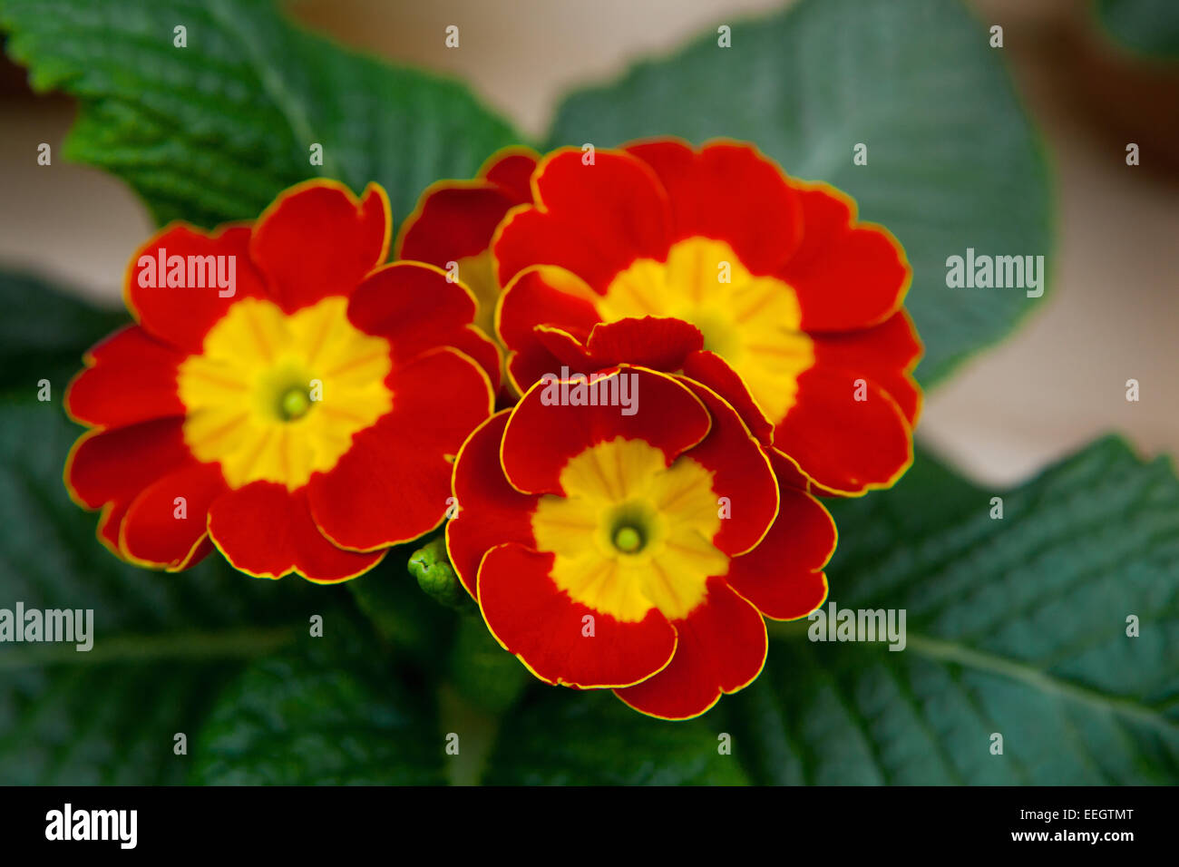 Zierblumen Primeln Stockfotos und -bilder Kaufen - Alamy