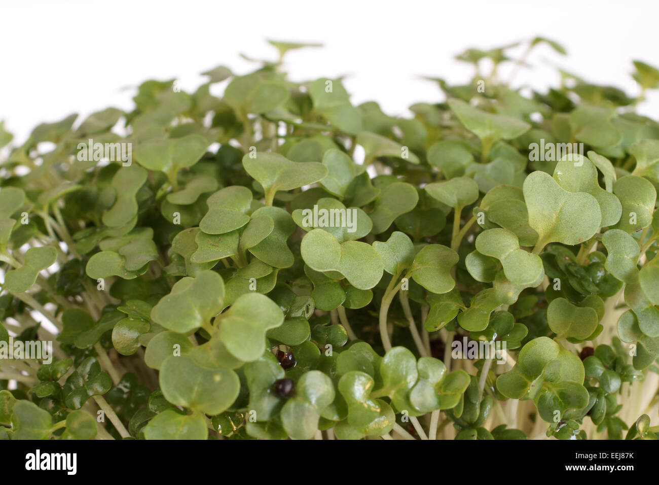 Wachsende kresse -Fotos und -Bildmaterial in hoher Auflösung – Alamy
