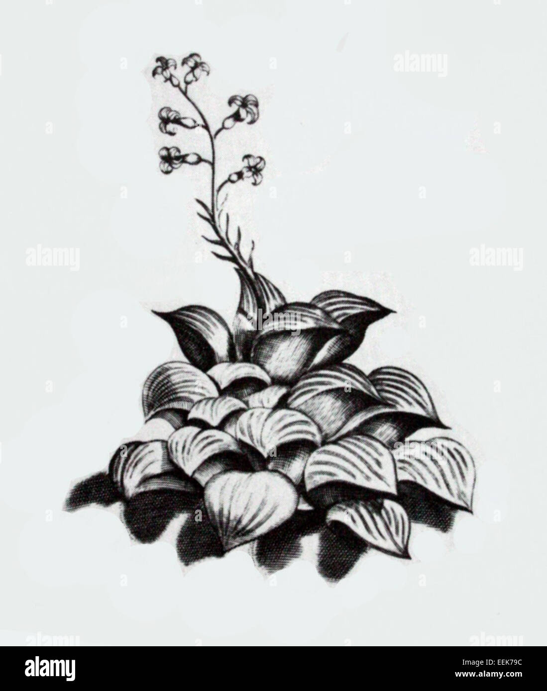 Michelangelo tilli -Fotos und -Bildmaterial in hoher Auflösung – Alamy