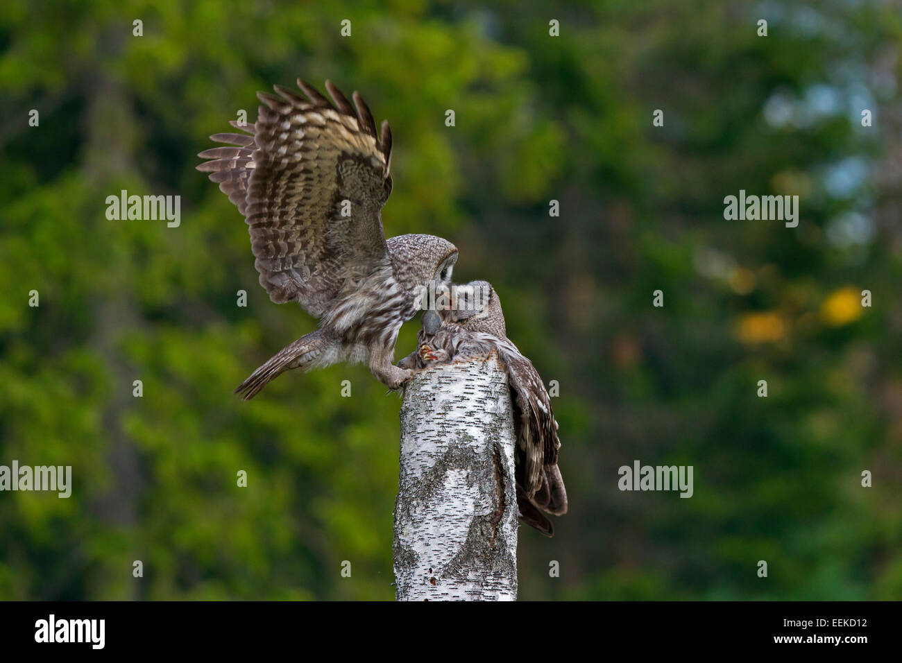 Tolle graue eulen -Fotos und -Bildmaterial in hoher Auflösung – Alamy