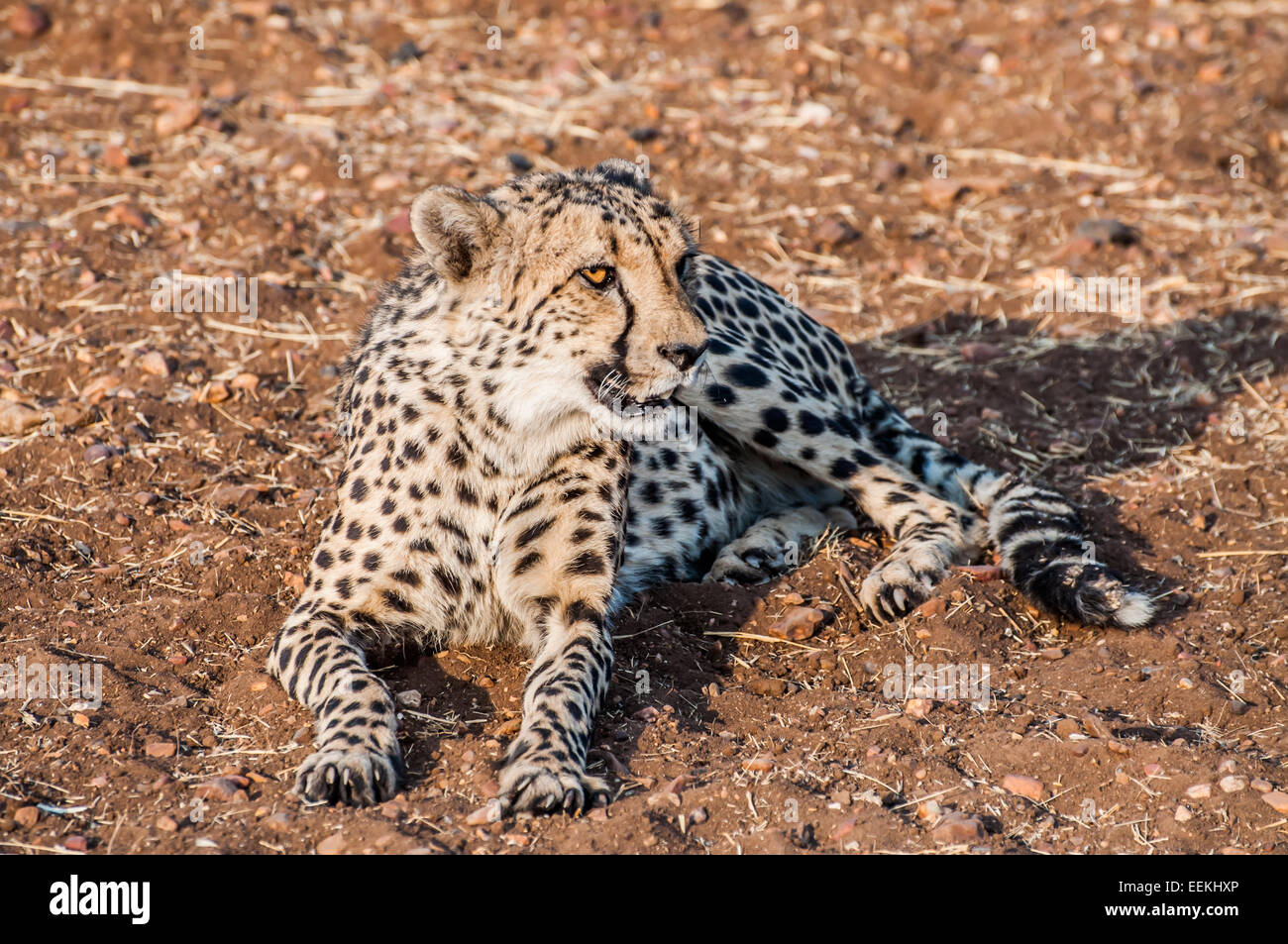 Ein Gepard liegend auf dem Boden in den Busch Veld Namibias vollständig ...