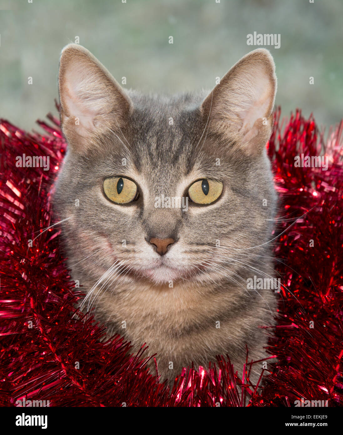 Rote miezekatze -Fotos und -Bildmaterial in hoher Auflösung – Alamy