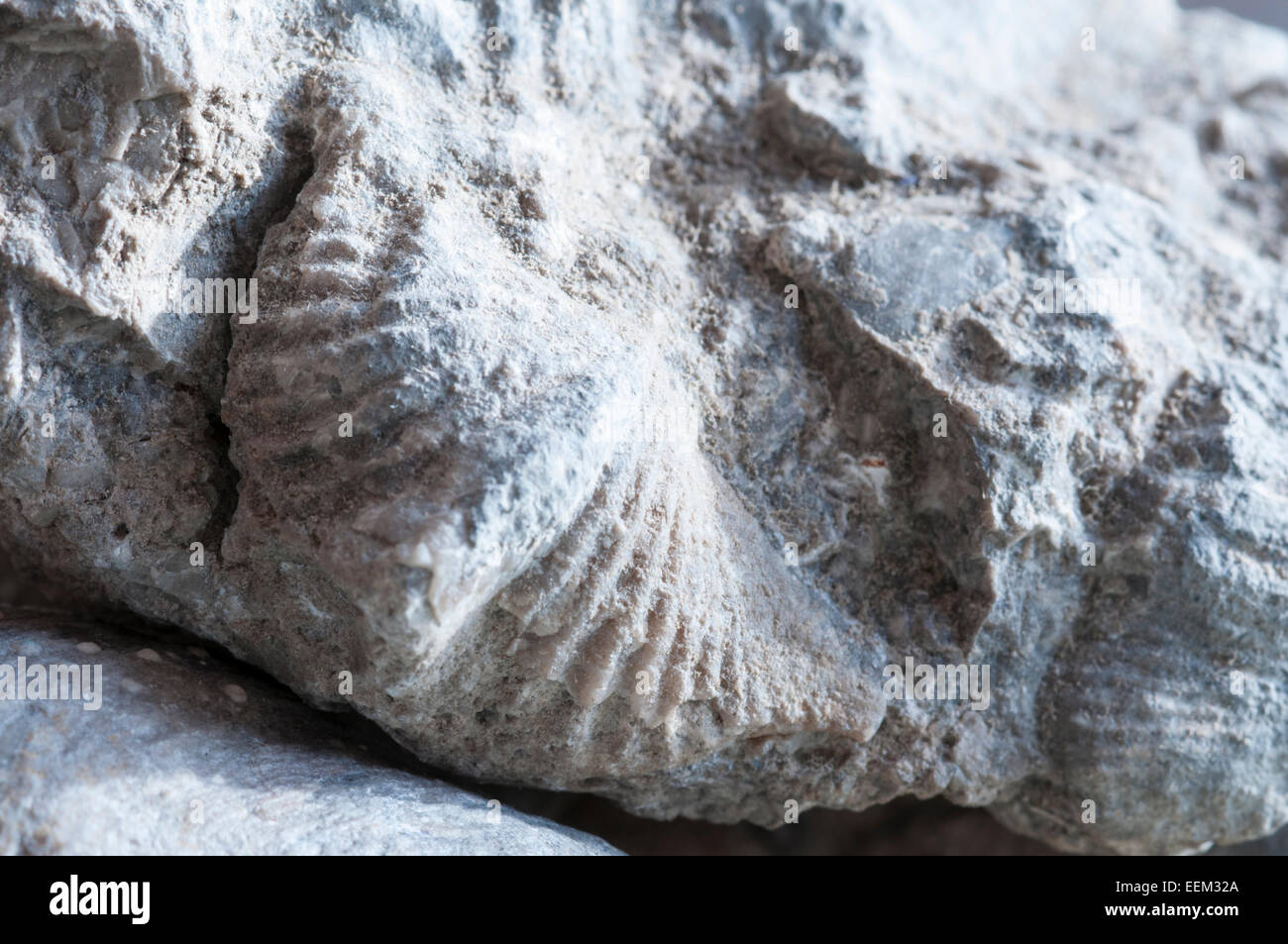 Carboniferous fossil -Fotos und -Bildmaterial in hoher Auflösung ...