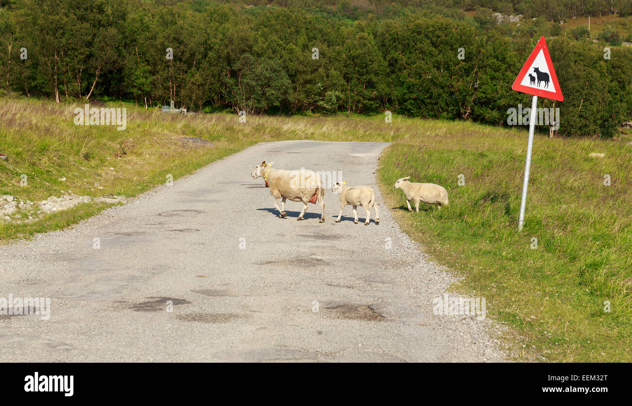 Sheep road sign -Fotos und -Bildmaterial in hoher Auflösung – Alamy