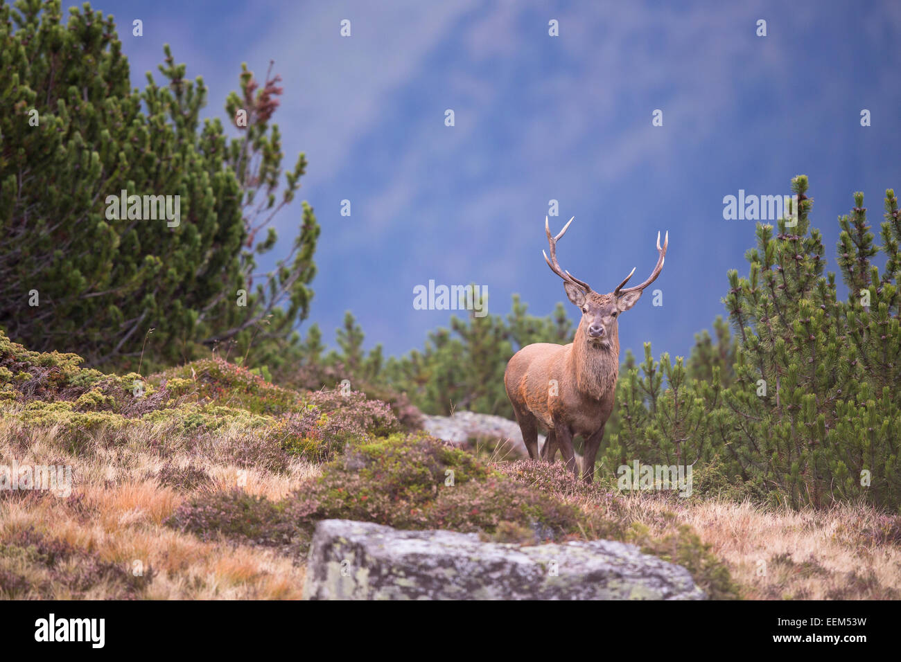 Red deer valley -Fotos und -Bildmaterial in hoher Auflösung – Alamy