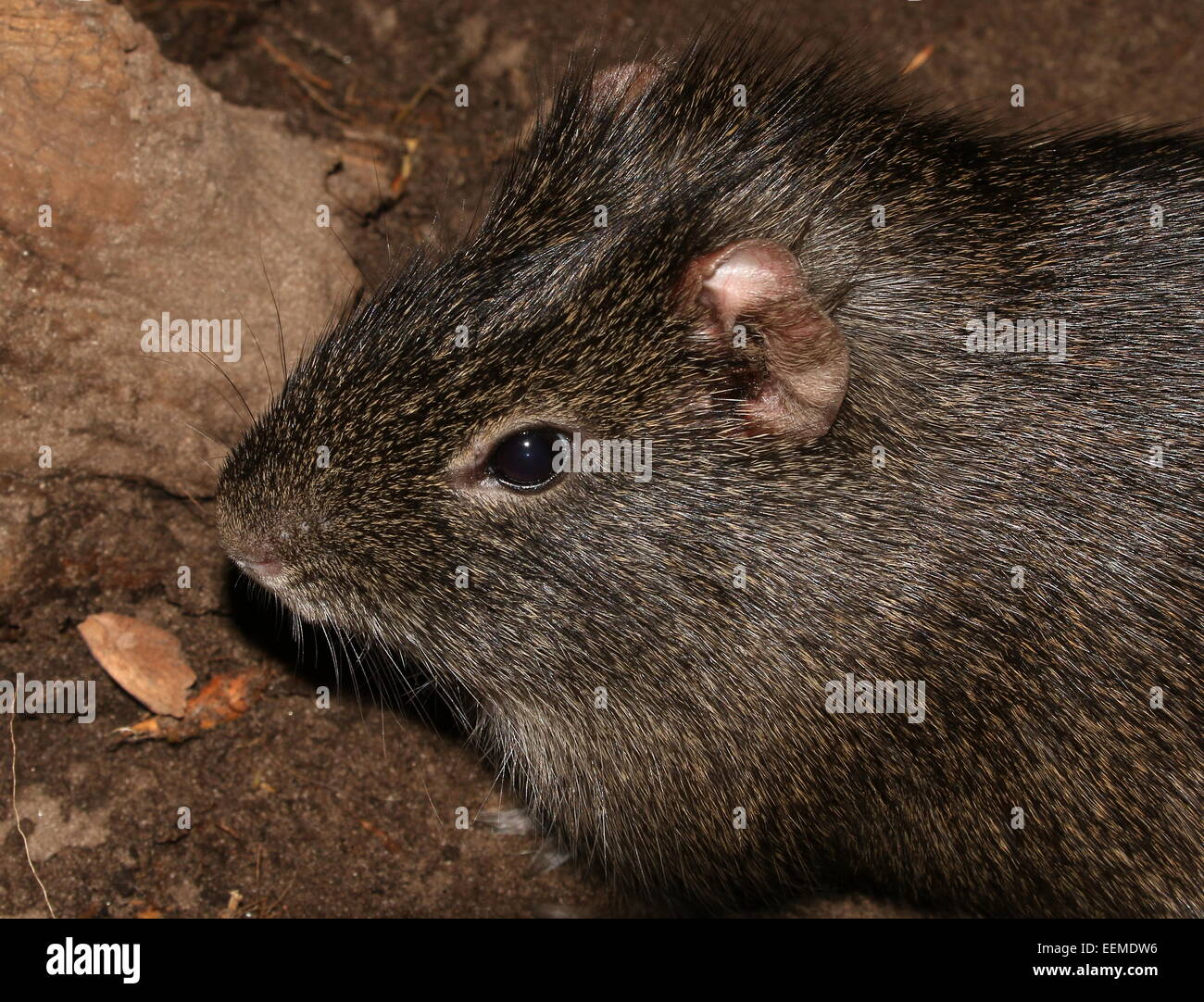 Brasilianische wilde Meerschweinchen oder carpzov (Cavia aperea ...