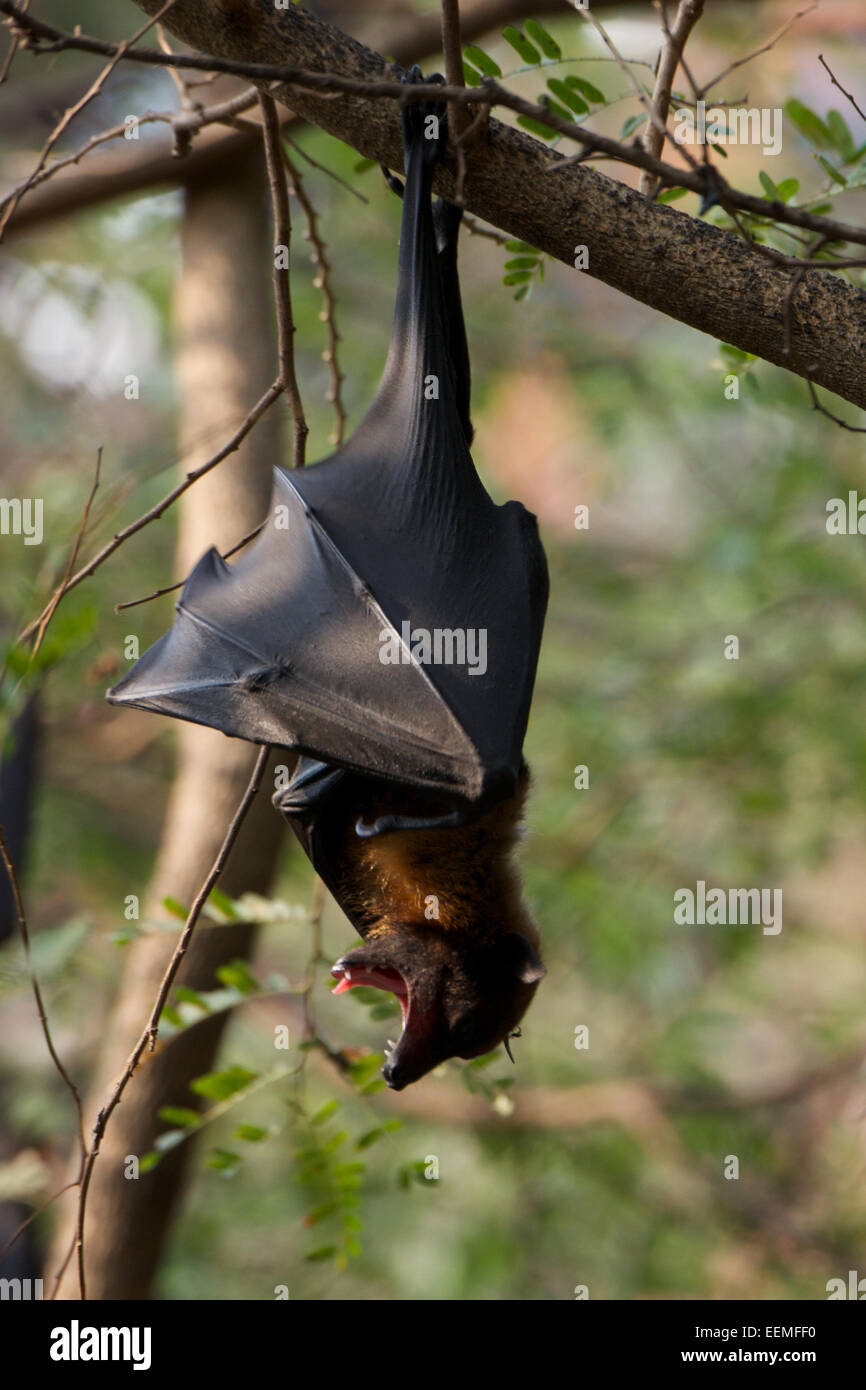 Lyles-Flughund (Pteropus Lylei) ist eine Art der Fledermaus in der ...