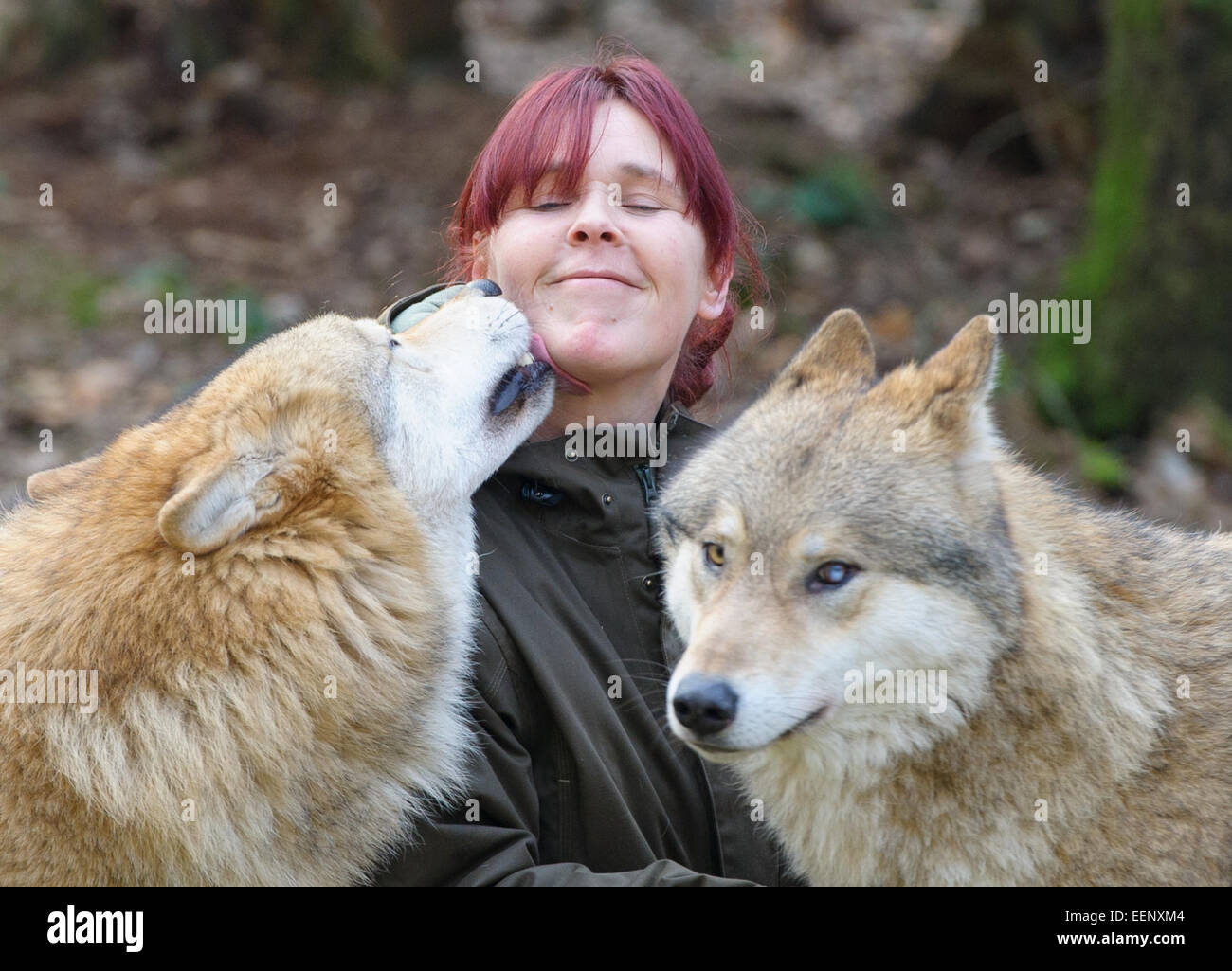 Ein tibetischer Wolf grüßt am Kinn im Wolf Park Werner Freund in Merzig ...