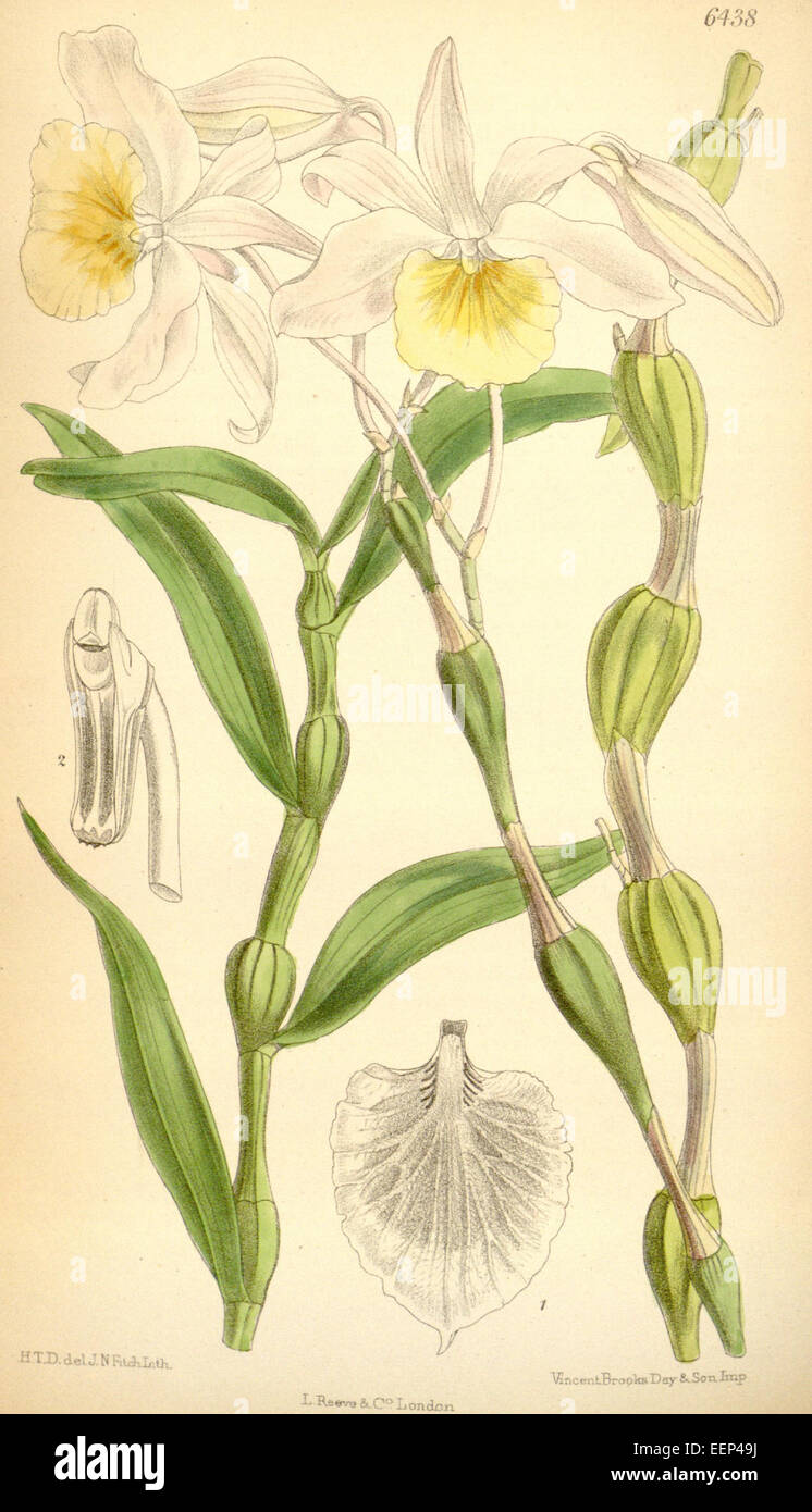 Orchideen botanische merkmale -Fotos und -Bildmaterial in hoher Auflösung – Alamy