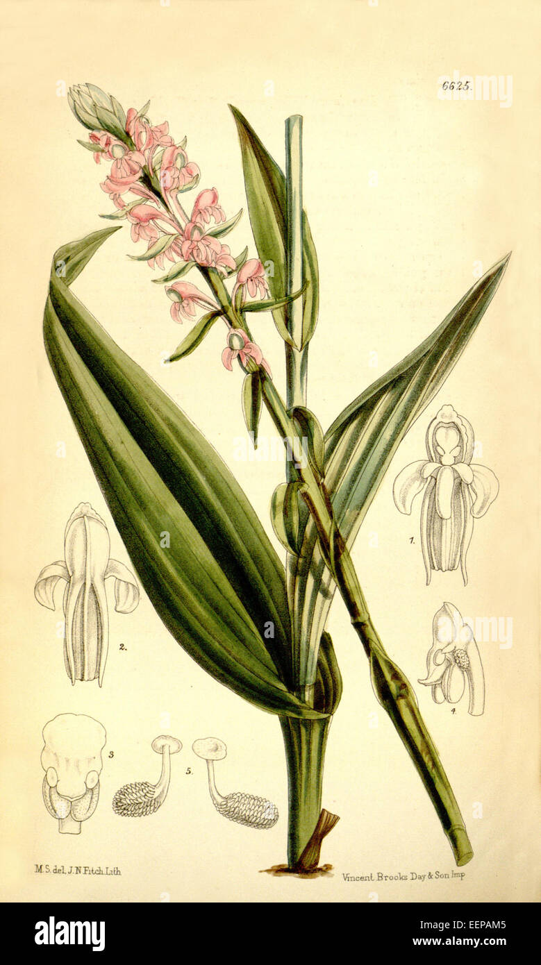Satyrium nepalense, 1882 im Botanical Magazine von Curtis dargestellt ...