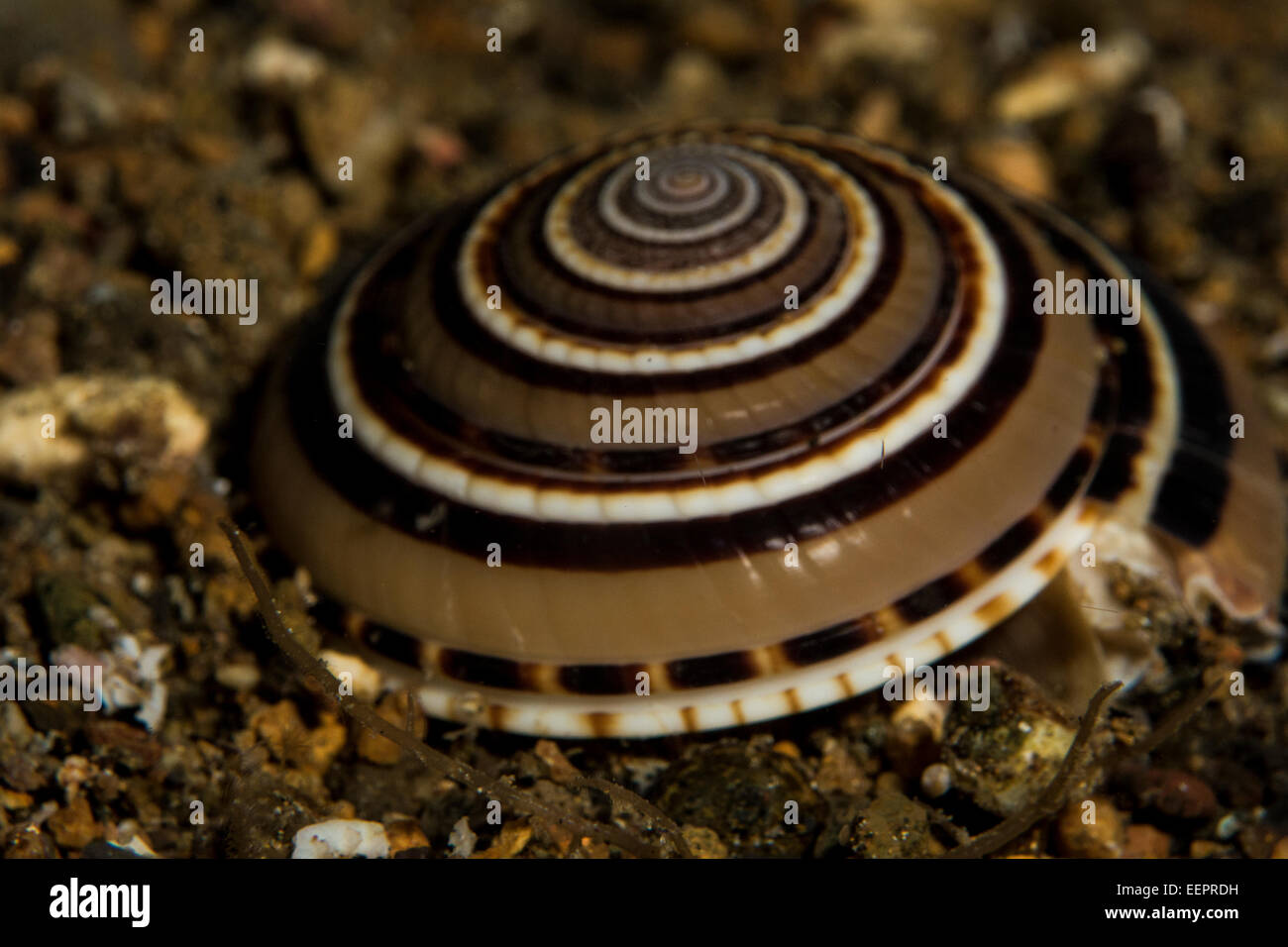 Anilao, Philippinen, Unterwasser, marine Leben, Leben im Meer, Ozean ...