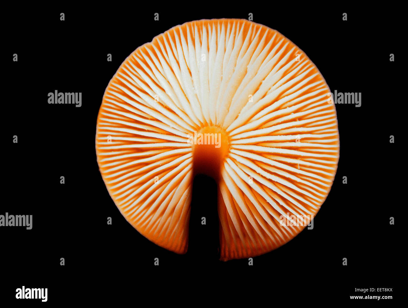 Unterseite der Pileus (oder Pilz-Cap) mit Lamellen oder Kiemen ...