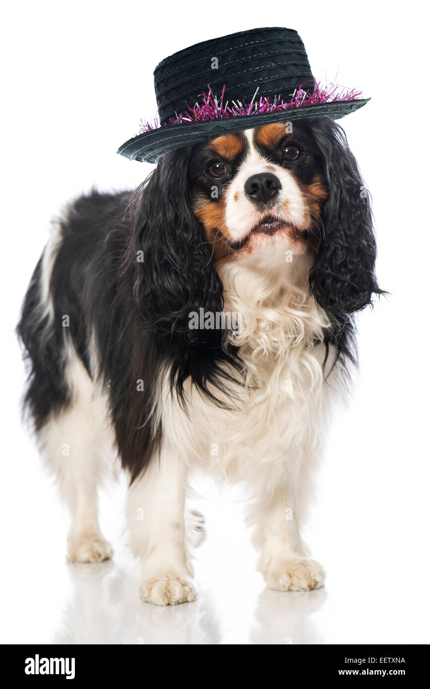 Kavalier hut -Fotos und -Bildmaterial in hoher Auflösung – Alamy