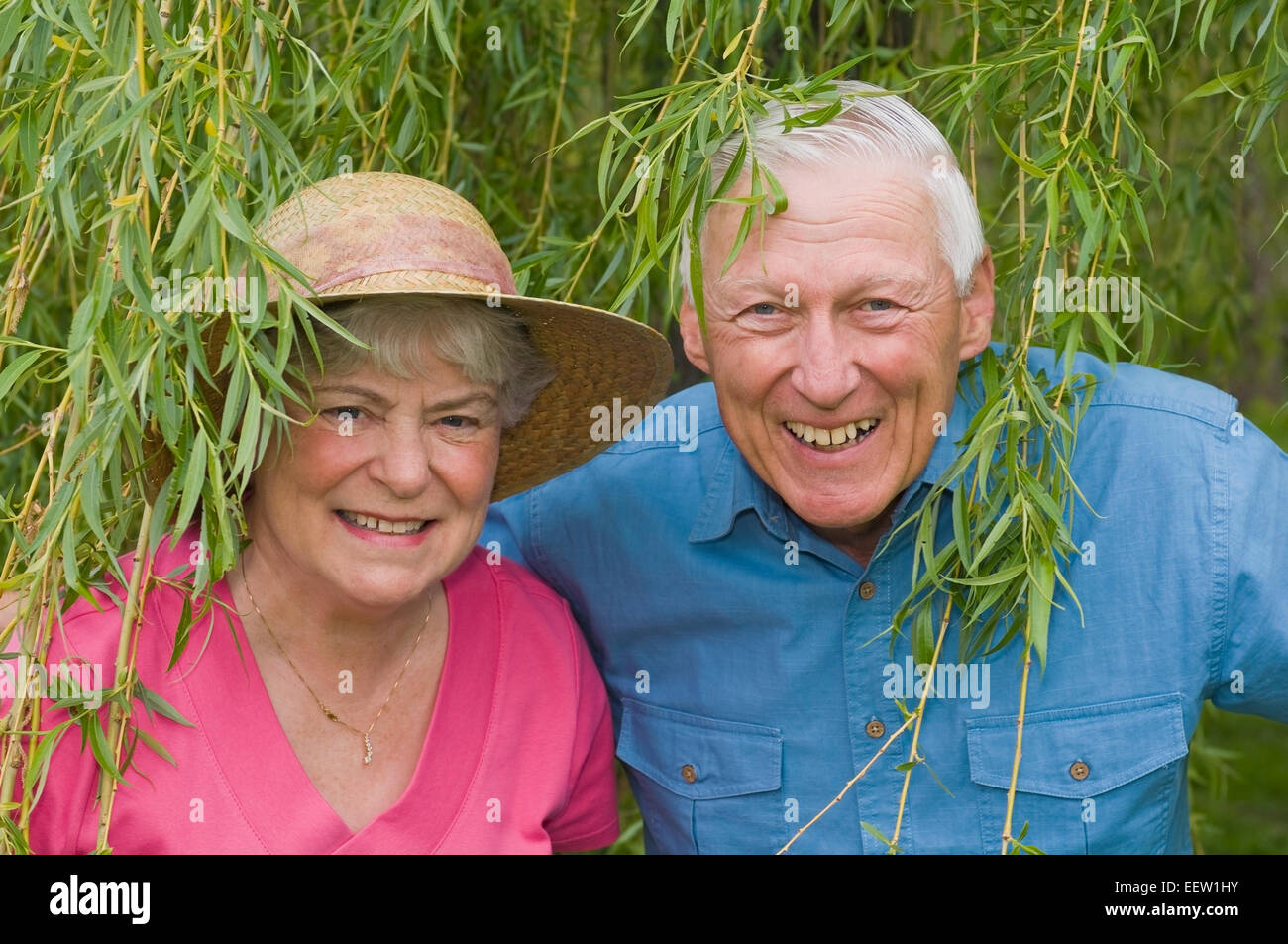 Reifer weidenbaum -Fotos und -Bildmaterial in hoher Auflösung – Alamy