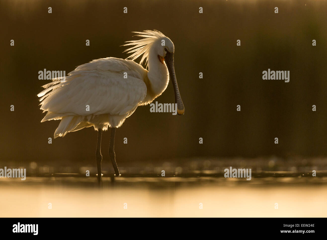 Hinterleuchtete Bild der eurasische Löffler-Platalea Leucorodia stehen ...
