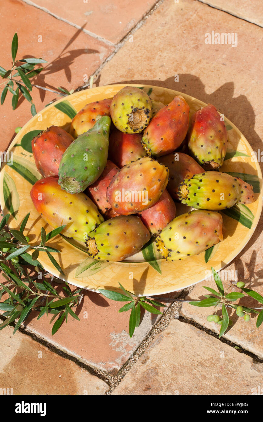 Opuntia ficus indica indische feige opuntia -Fotos und -Bildmaterial in ...
