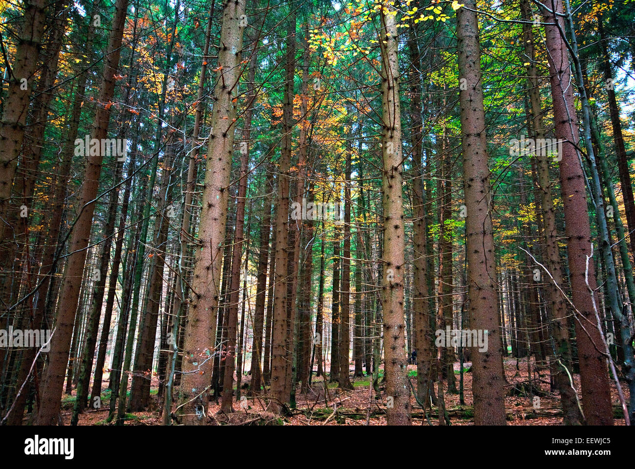 Nationalpark Bayerischer Wald, Bayerischer Wald, Bayern, Deutschland ...