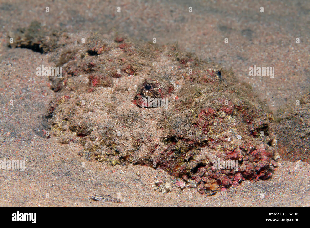 Steinfisch getarnt -Fotos und -Bildmaterial in hoher Auflösung – Alamy