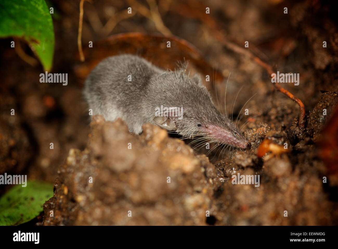 Etruskische zwerg spitzmaus -Fotos und -Bildmaterial in hoher Auflösung ...