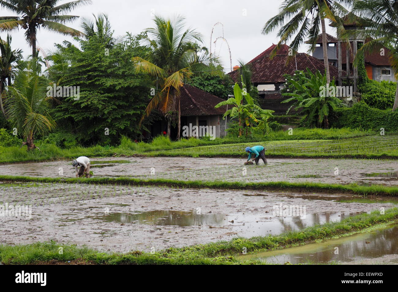 Balinesischer reisfeldarbeiter -Fotos und -Bildmaterial in hoher ...