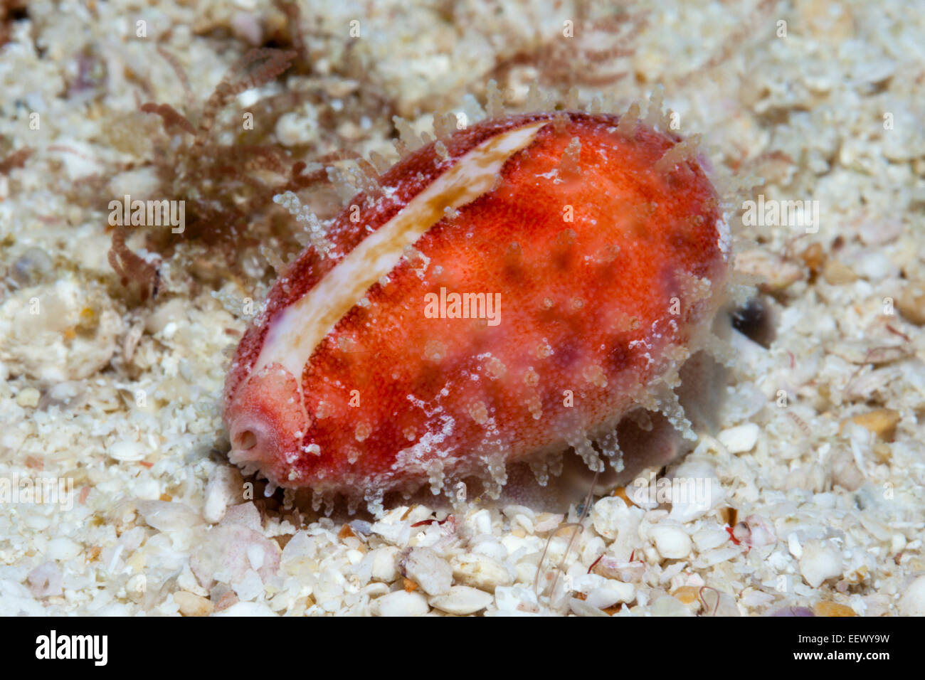 Kauri-Muschel, Cypraea SP., Triton Bay, West Papua, Indonesien ...